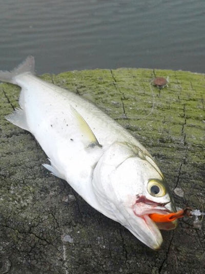 Snapper Lures – J & J Sports Inc.-Bait & Tackle-Fishing Long Island